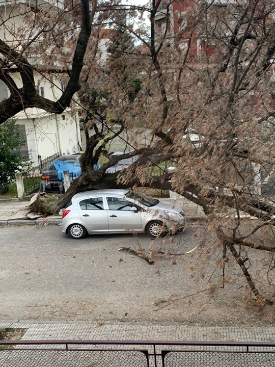 Δέντρο έπεσε από τον αέρα και πλάκωσε αμάξι έξω από το επιμελητήριο ...